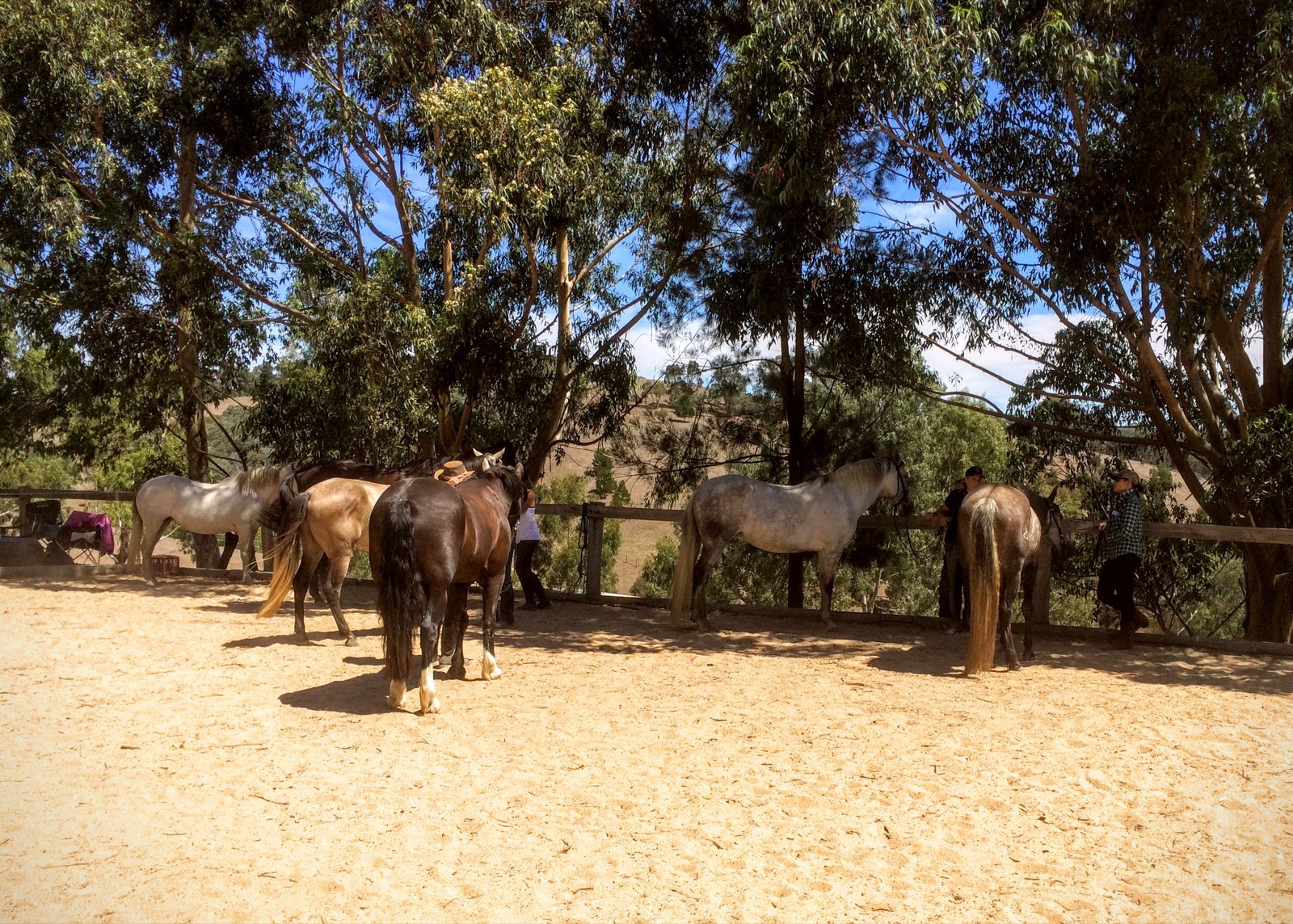 Horses & Facilities – Classical Riding & Dressage – Susie Walker