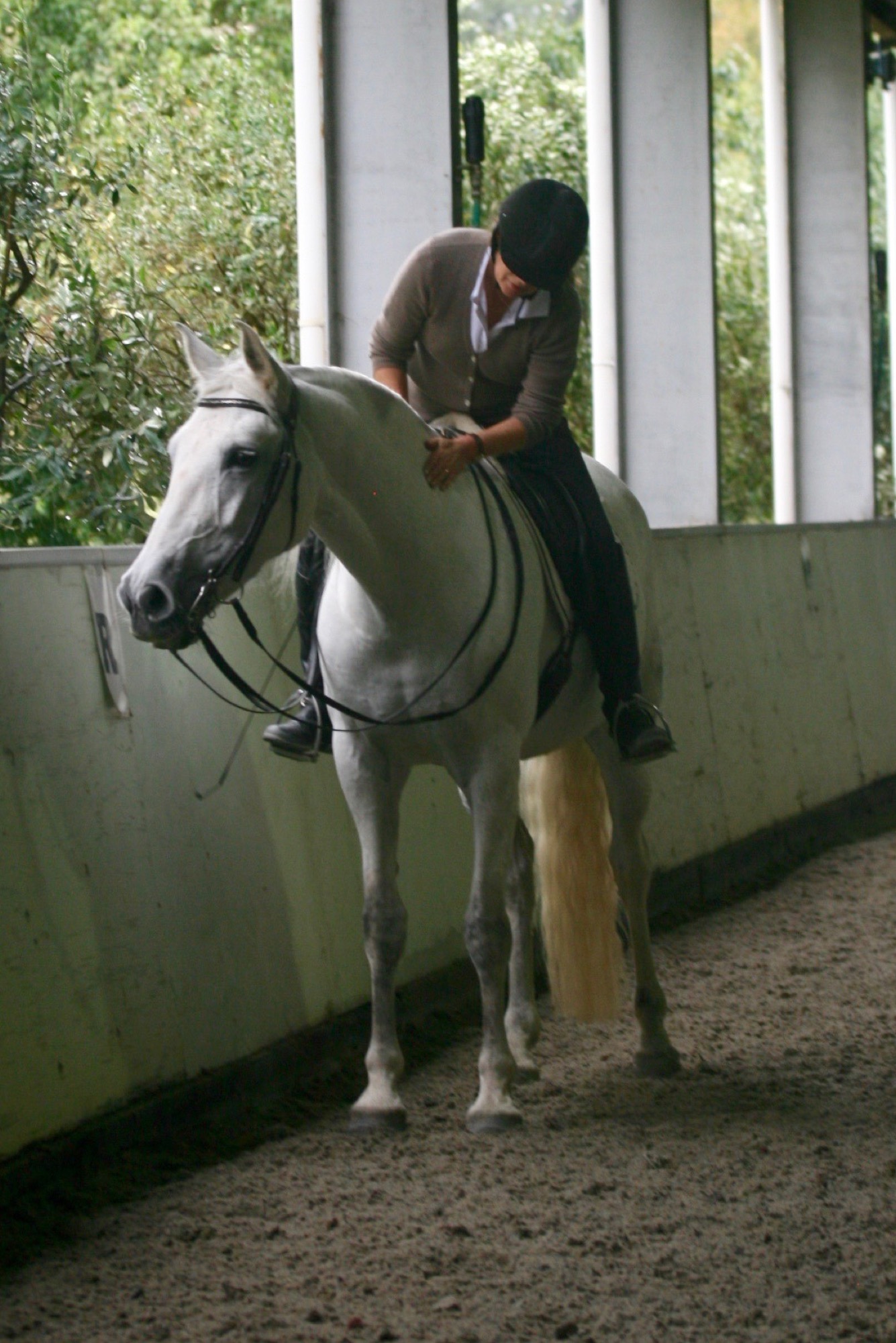 Classical Riding & Dressage – Susie Walker – Ethical Dressage ...