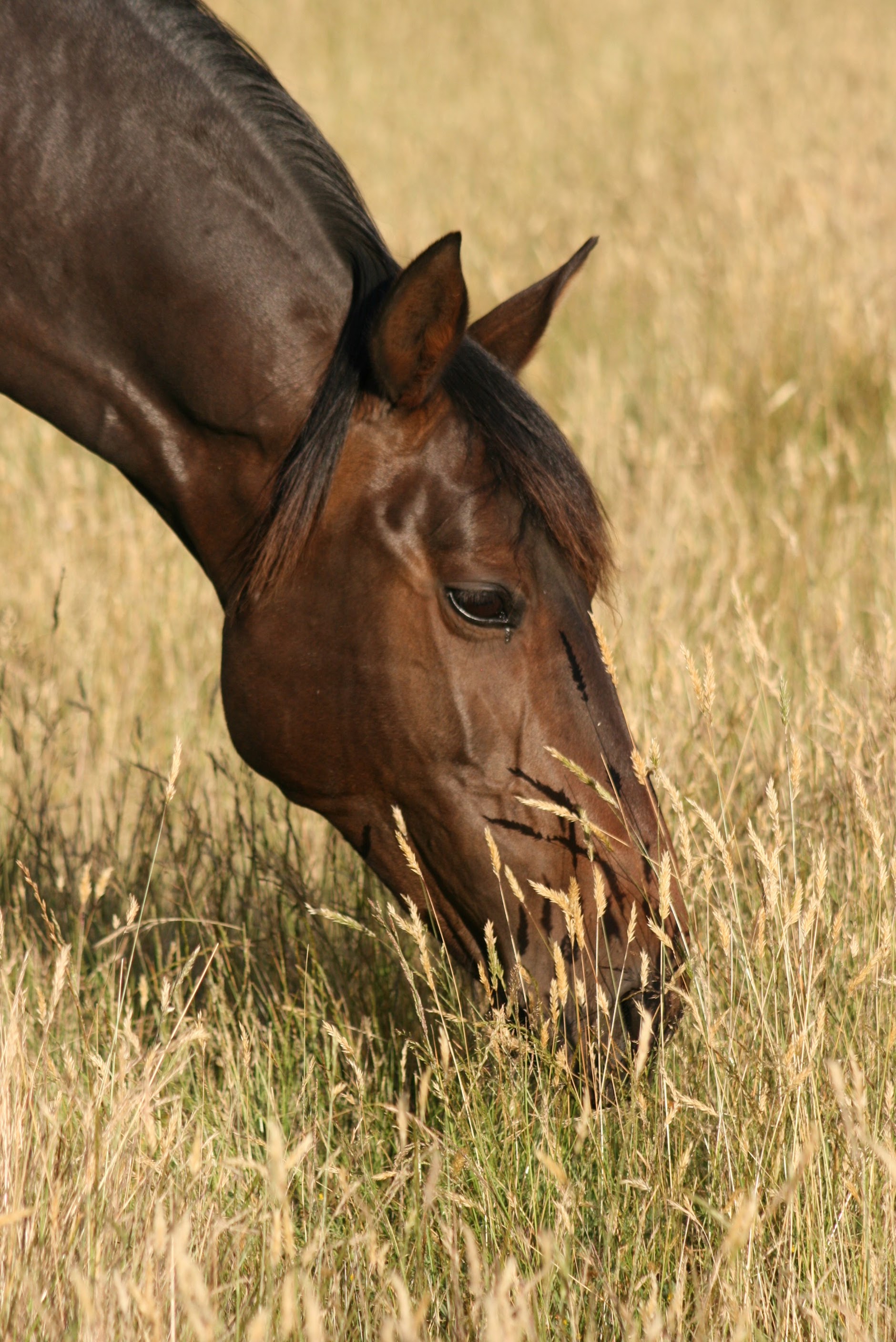 Horses & Facilities – Classical Riding & Dressage – Susie Walker