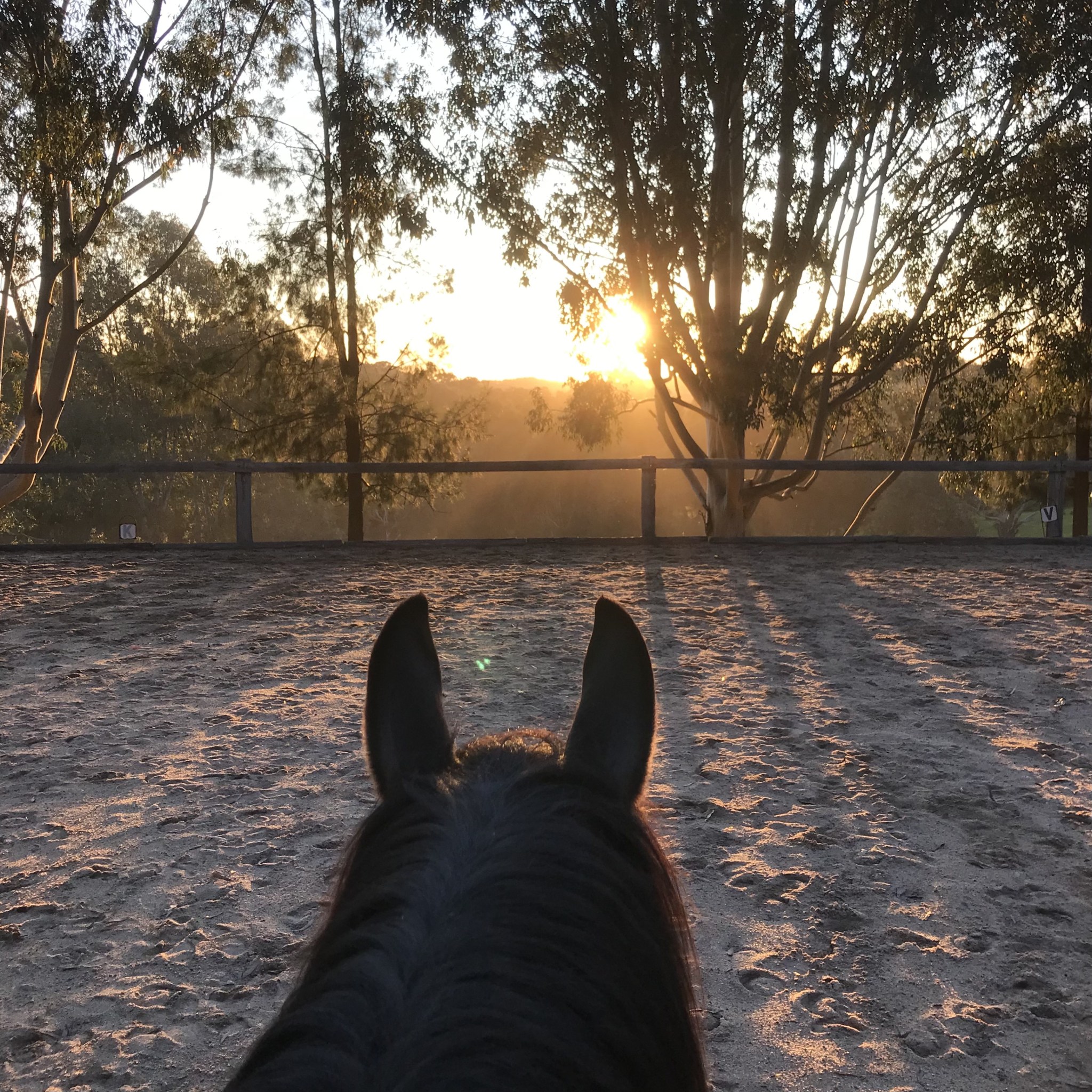 Horses & Facilities – Classical Riding & Dressage – Susie Walker