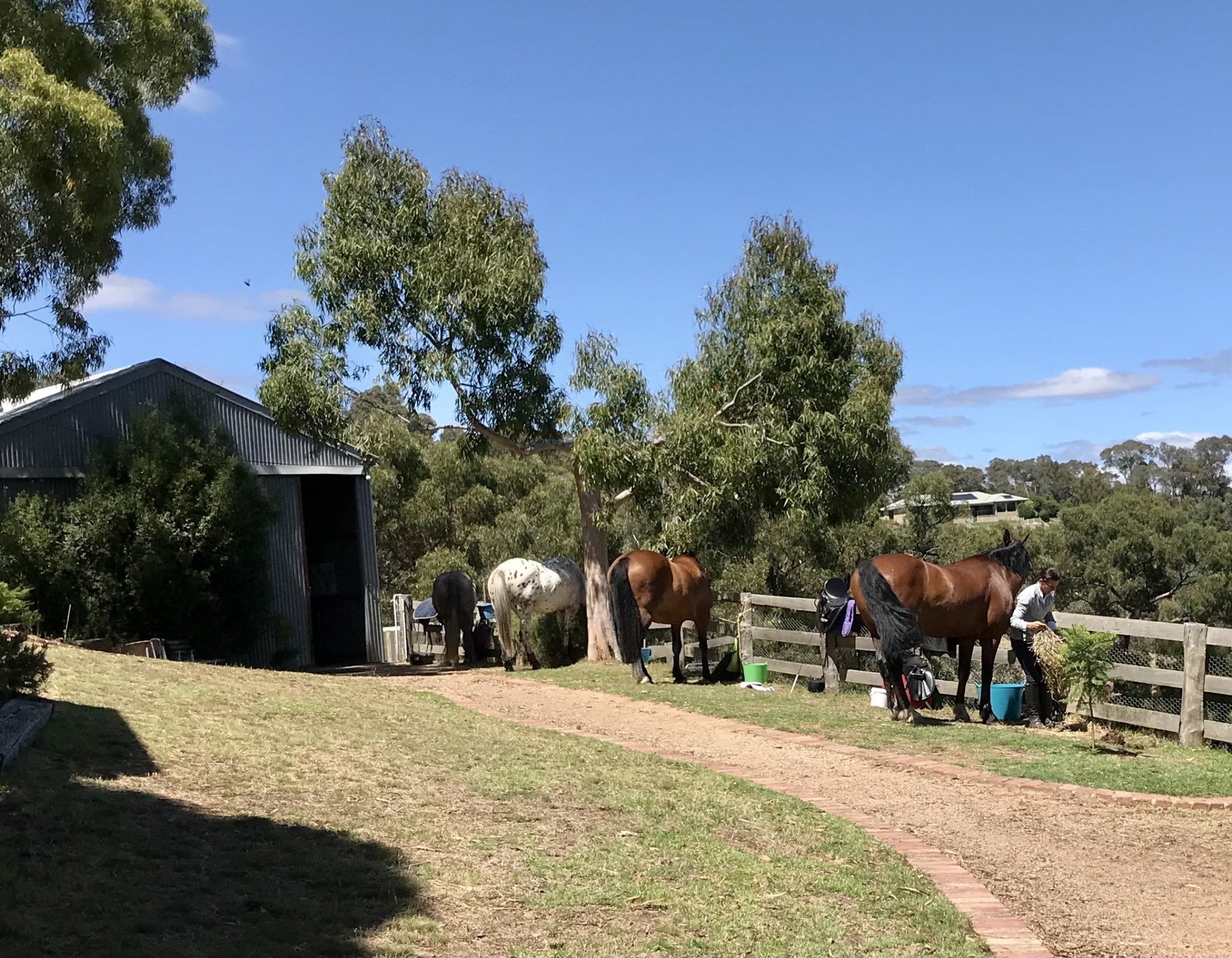 Horses & Facilities – Classical Riding & Dressage – Susie Walker